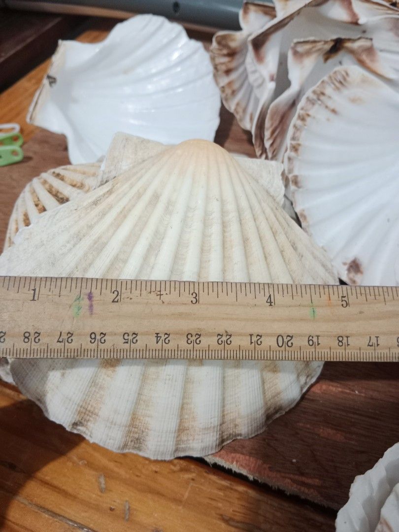 Shells, Hobbies & Toys, Stationary & Craft, Craft Supplies & Tools on ...