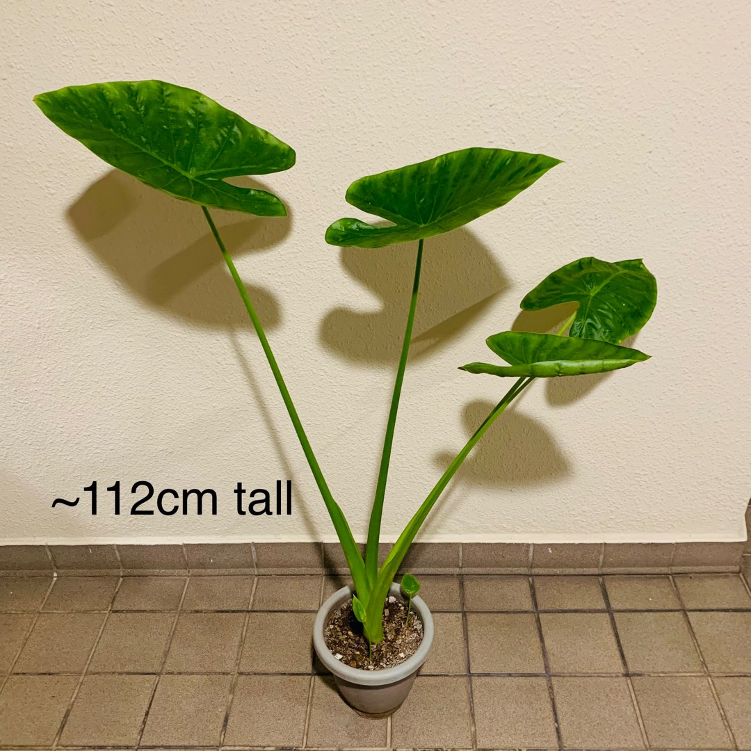 Alocasia macrorrhizos / giant taro / giant alocasia / pia plant ...