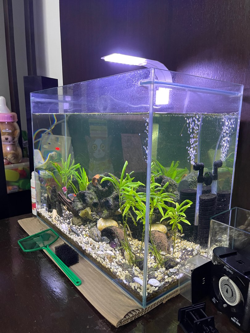 60cm(L) x 30cm(L) x 45cm(H) Aquarium + Complete Accessories, Pet Supplies, Homes & Other Pet ...