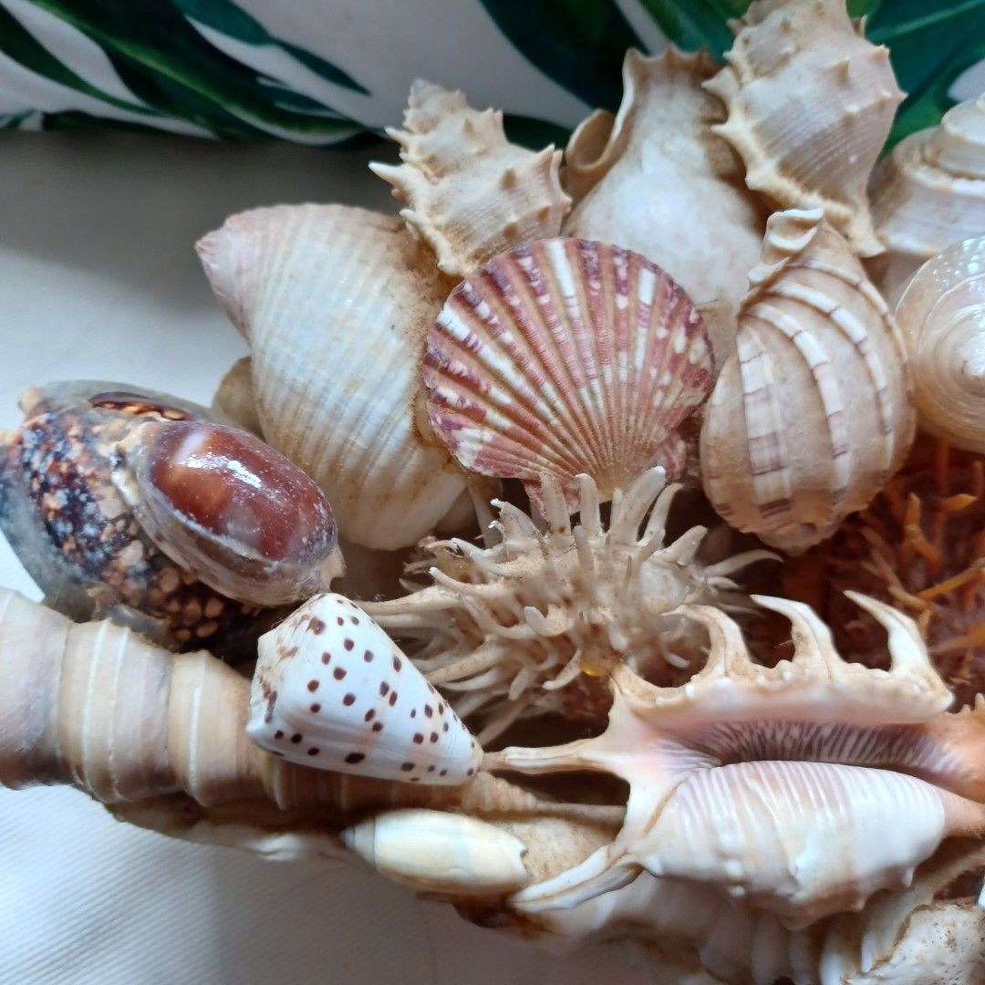 Big shell with small shells inside, Furniture & Home Living, Home Decor ...