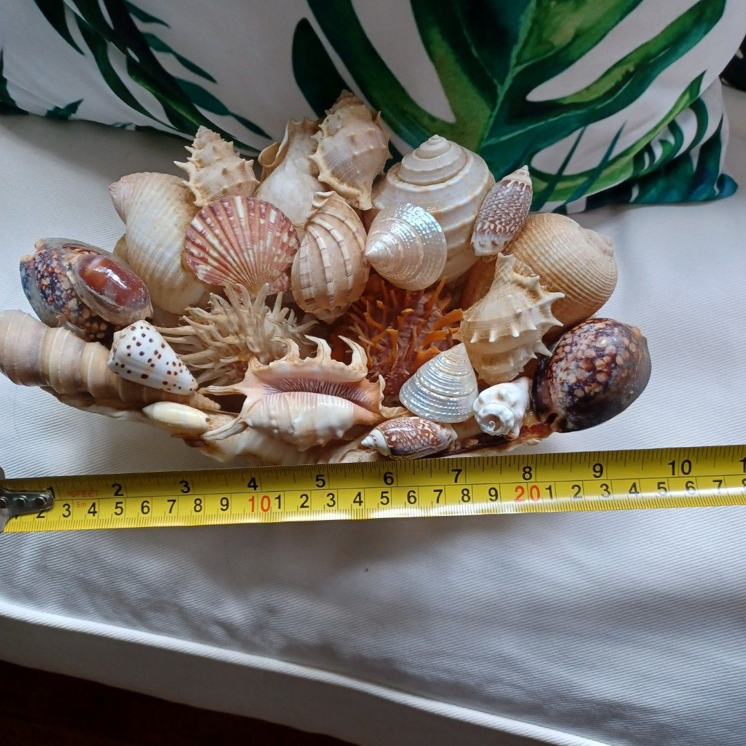 Big shell with small shells inside, Furniture & Home Living, Home Decor ...
