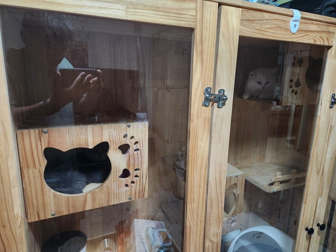 Boon Lay Cat Boarding, Lifestyle Services, Pet Care Services on Carousell