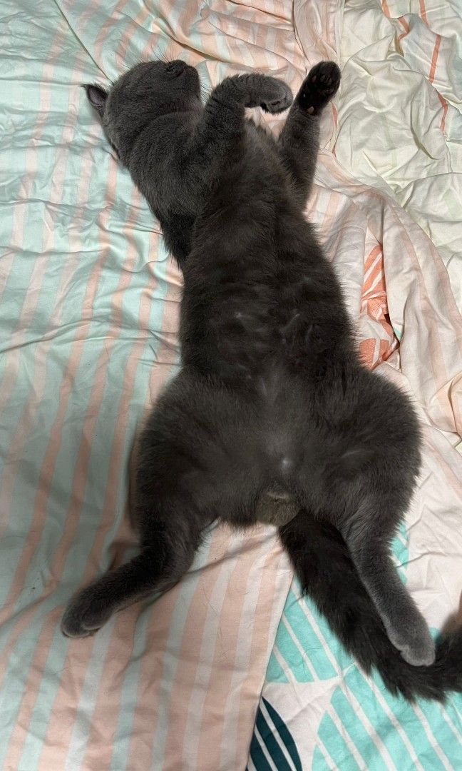 Boon Lay Cat Boarding, Lifestyle Services, Pet Care Services on Carousell