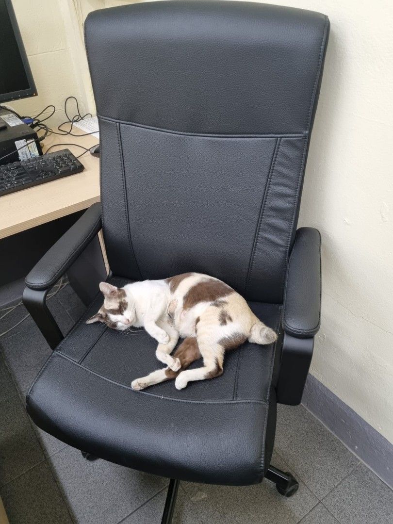 Boon Lay Cat Boarding, Lifestyle Services, Pet Care Services on Carousell