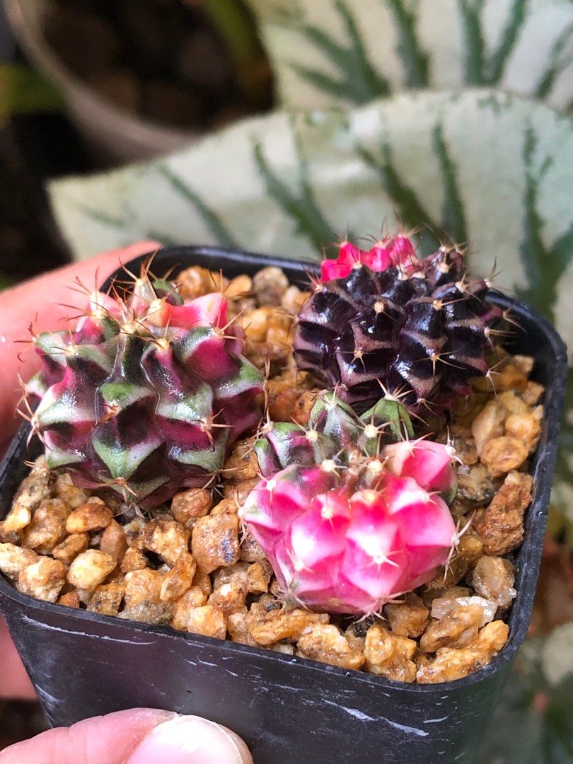 Cactus - Gymno Hybrid (beautiful), Furniture & Home Living, Gardening ...