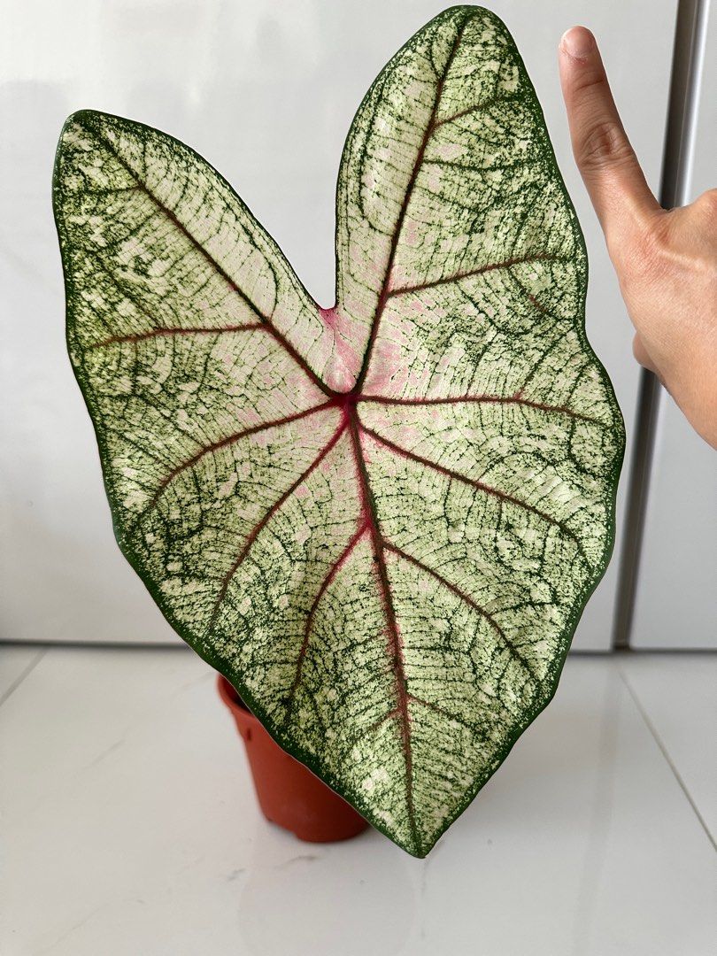 Caladium White Christmas, Furniture & Home Living, Gardening, Plants ...