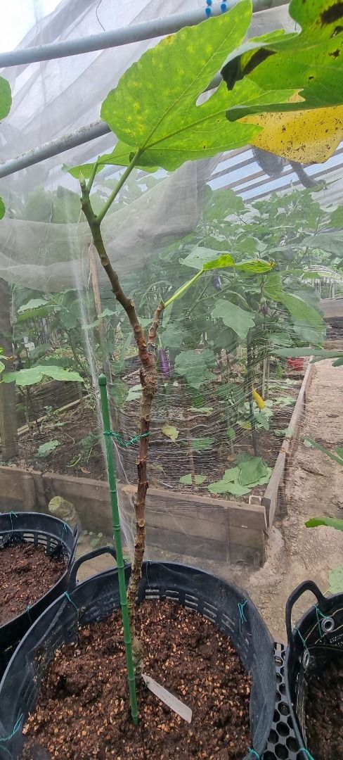 CDDM Fig Plant, fruiting., Furniture & Home Living, Gardening, Plants ...