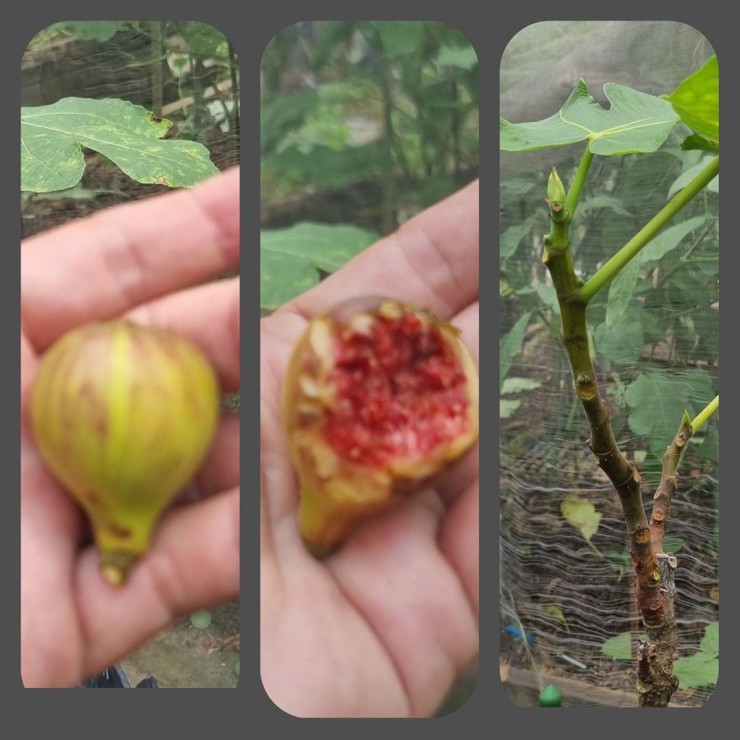 CDDM Fig Plant, fruiting., Furniture & Home Living, Gardening, Plants ...