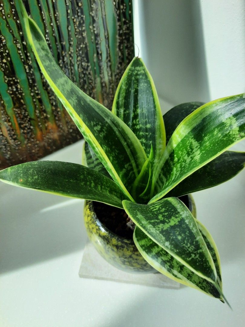 Dwarf snake plant - Sansevieria, Furniture & Home Living, Gardening ...