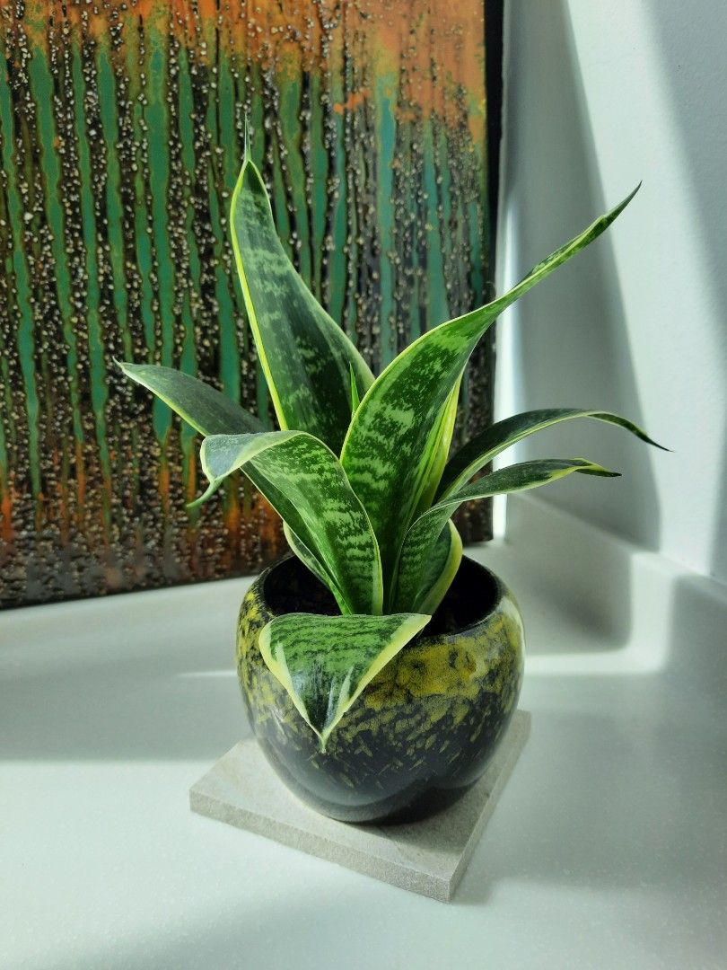 Dwarf snake plant - Sansevieria, Furniture & Home Living, Gardening ...