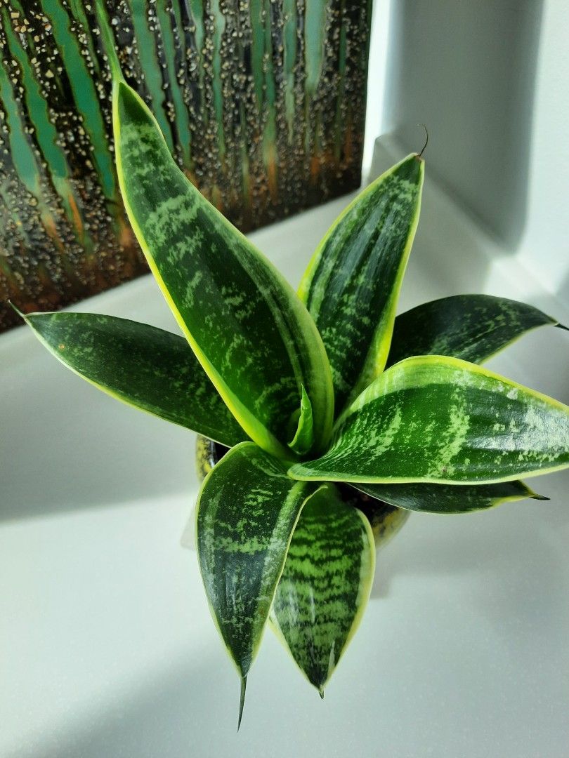 Dwarf snake plant - Sansevieria, Furniture & Home Living, Gardening ...
