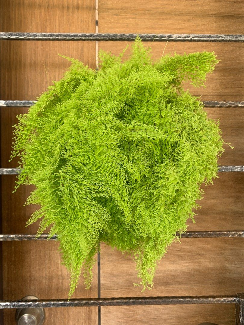 Ferns - cotton candy, Furniture & Home Living, Gardening, Plants ...