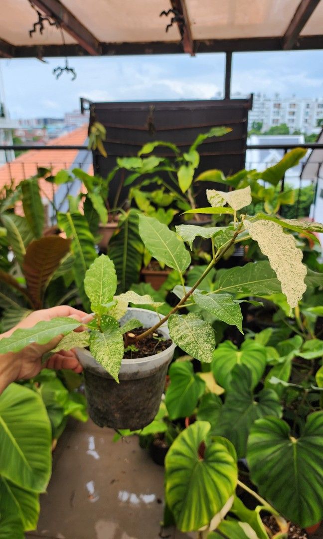 Ficus 'Snowstorm', Furniture & Home Living, Gardening, Plants & Seeds ...