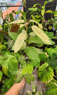 Ficus Snowstorm, Furniture & Home Living, Gardening, Plants & Seeds on ...