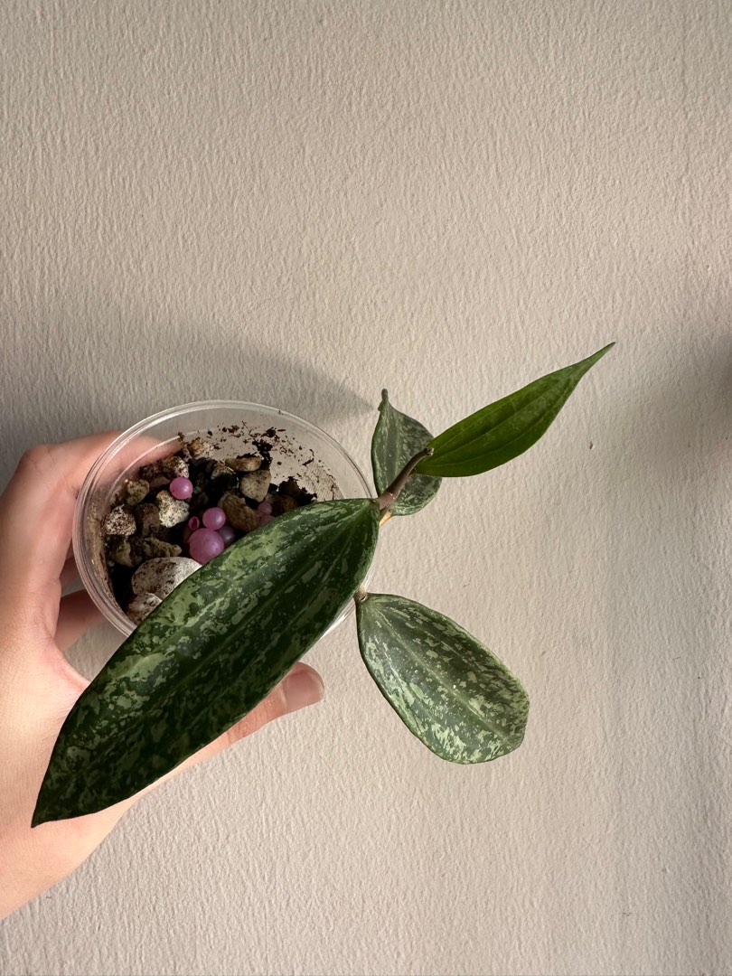 Hoya rangsan, Furniture & Home Living, Gardening, Plants & Seeds on ...