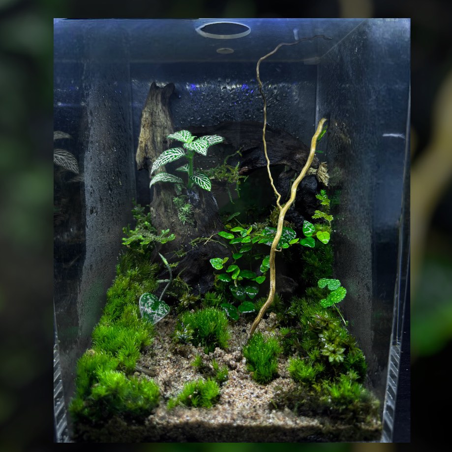 Landlocked - Desktop terrarium, Furniture & Home Living, Gardening ...