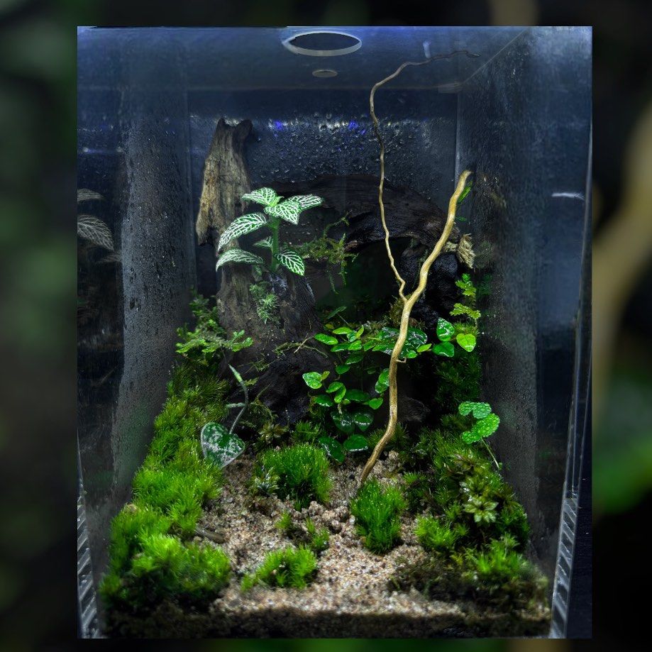 Landlocked - Desktop terrarium, Furniture & Home Living, Gardening ...