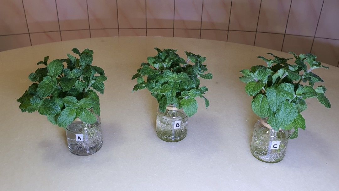 Mint rooting / cutting, Furniture & Home Living, Gardening, Plants ...
