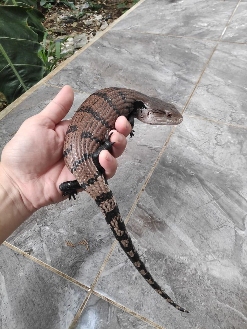 Panana Kadal Jumbo Kota Bogor, Perlengkapan Hewan, Aksesoris Hewan di ... Panana Kadal Jumbo Kota Bogor, Perlengkapan Hewan, Aksesoris Hewan di ...