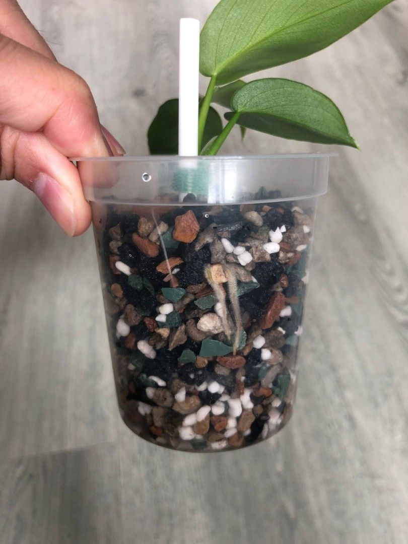 Philodendron Jerry Horne, Furniture & Home Living, Gardening, Plants ...