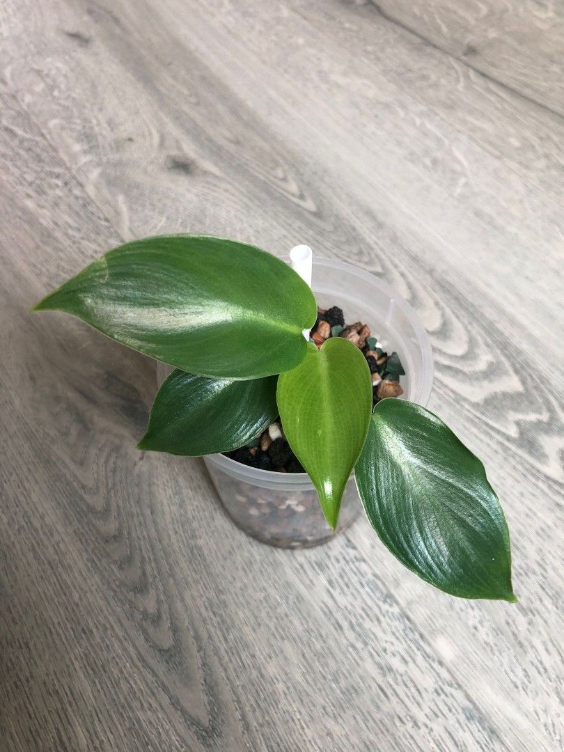 Philodendron Jerry Horne, Furniture & Home Living, Gardening, Plants ...