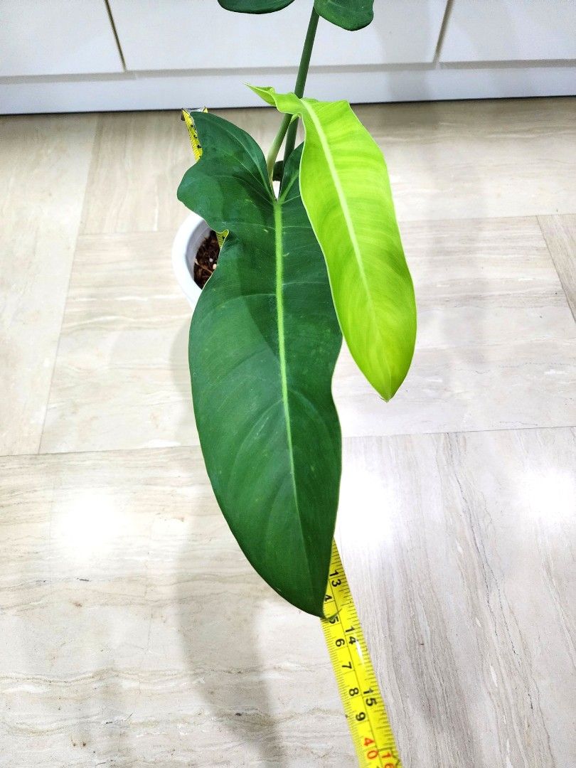 Philodendron Jerry Horne AKA Philodendron Ecuador Canoe, Furniture ...