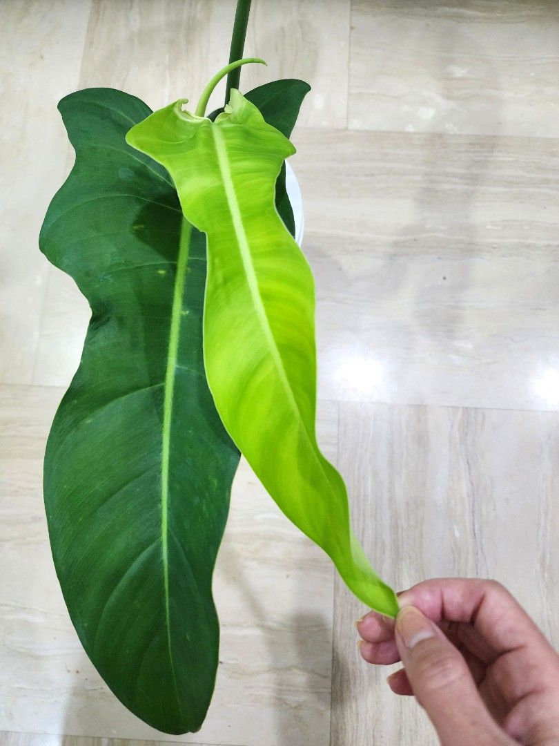 Philodendron Jerry Horne AKA Philodendron Ecuador Canoe, Furniture ...