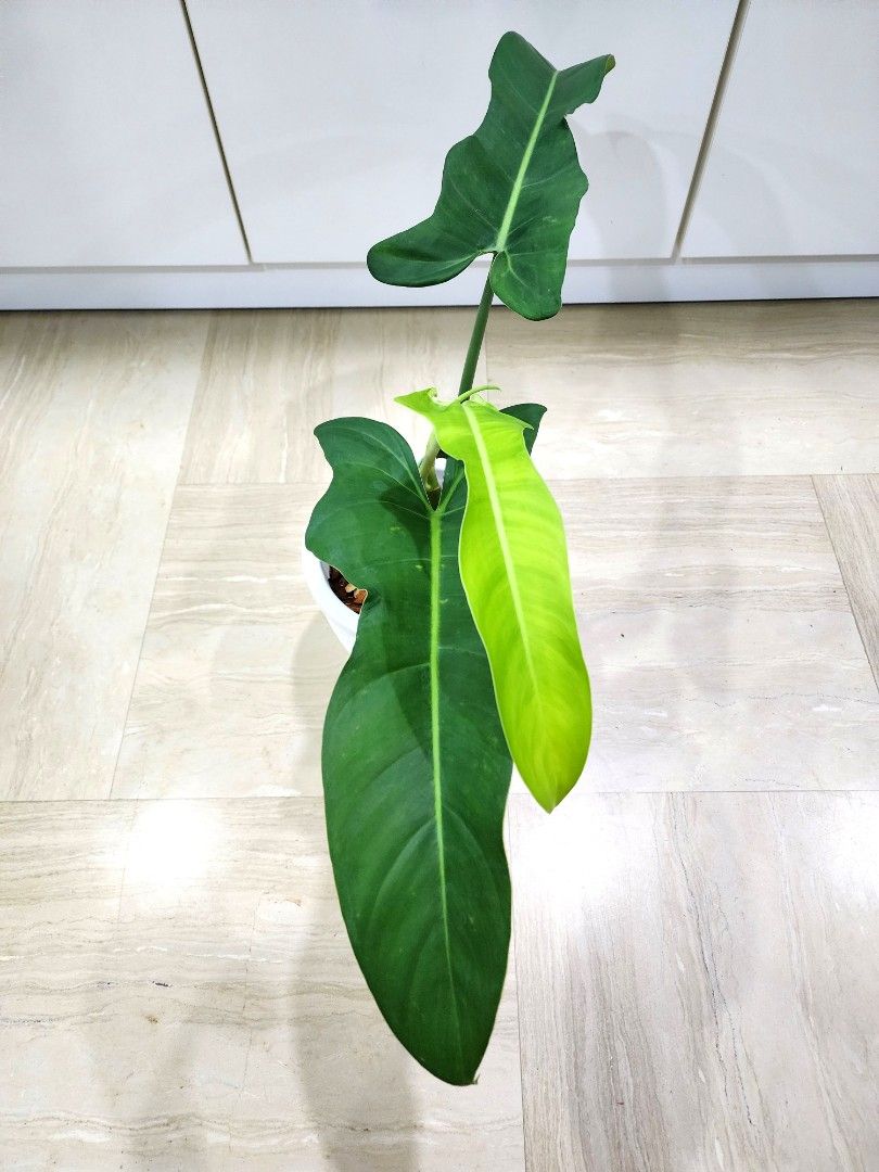 Philodendron Jerry Horne AKA Philodendron Ecuador Canoe, Furniture ...