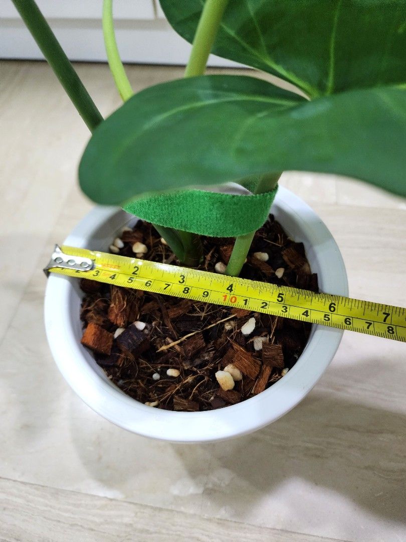 Philodendron Jerry Horne AKA Philodendron Ecuador Canoe, Furniture ...