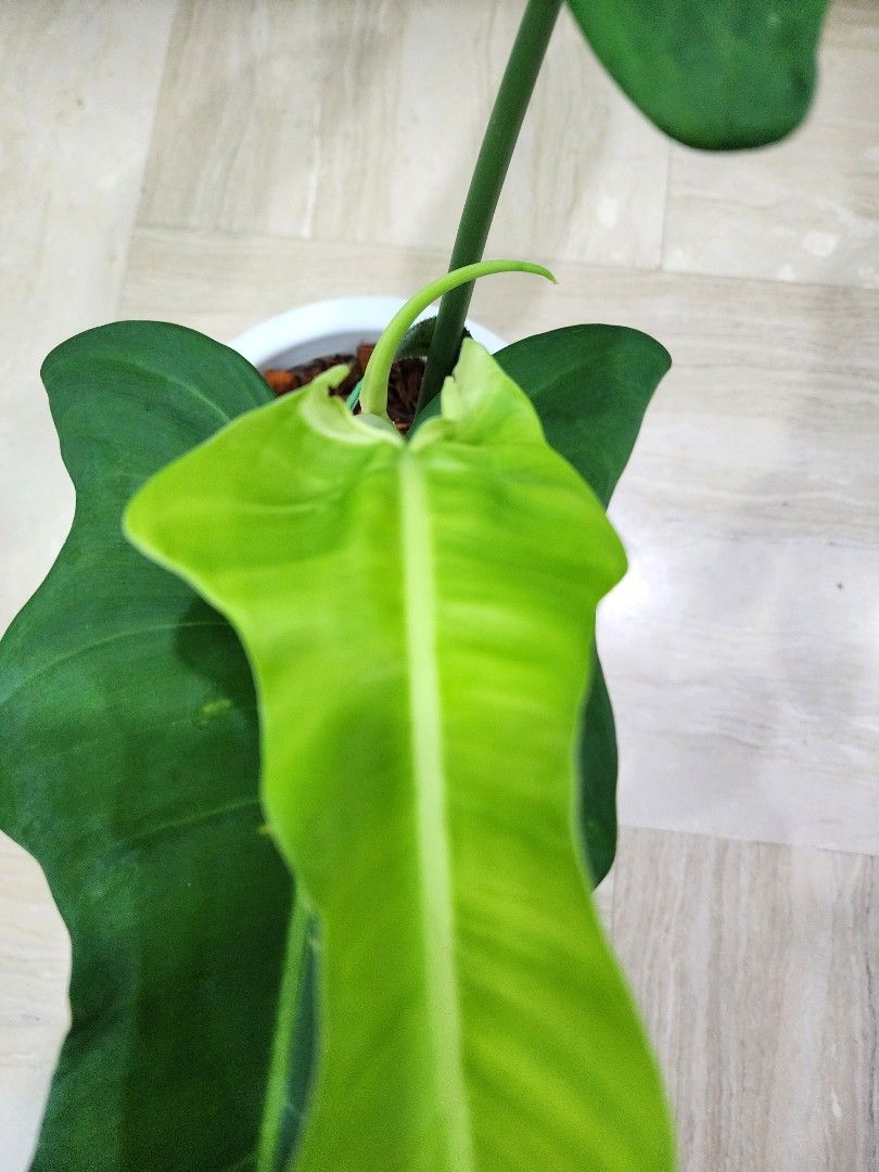 Philodendron Jerry Horne AKA Philodendron Ecuador Canoe, Furniture ...