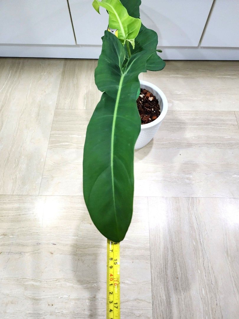 Philodendron Jerry Horne AKA Philodendron Ecuador Canoe, Furniture ...