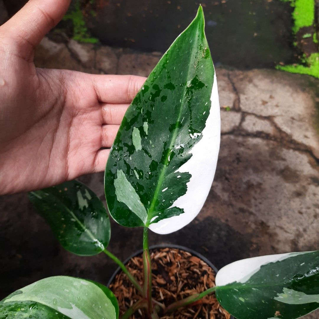 Philodendron White Knight, Furniture & Home Living, Gardening, Plants ...