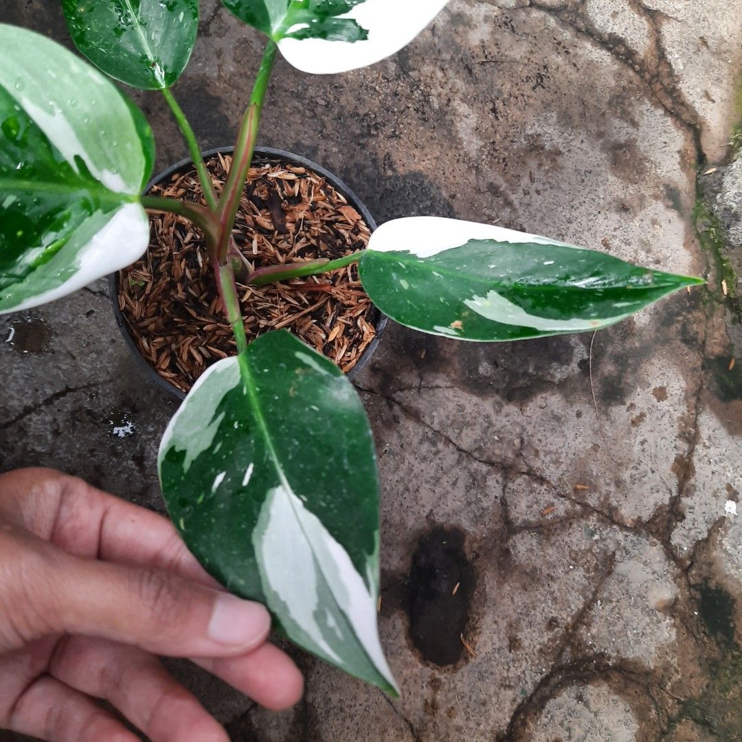 Philodendron White Knight, Furniture & Home Living, Gardening, Plants ...