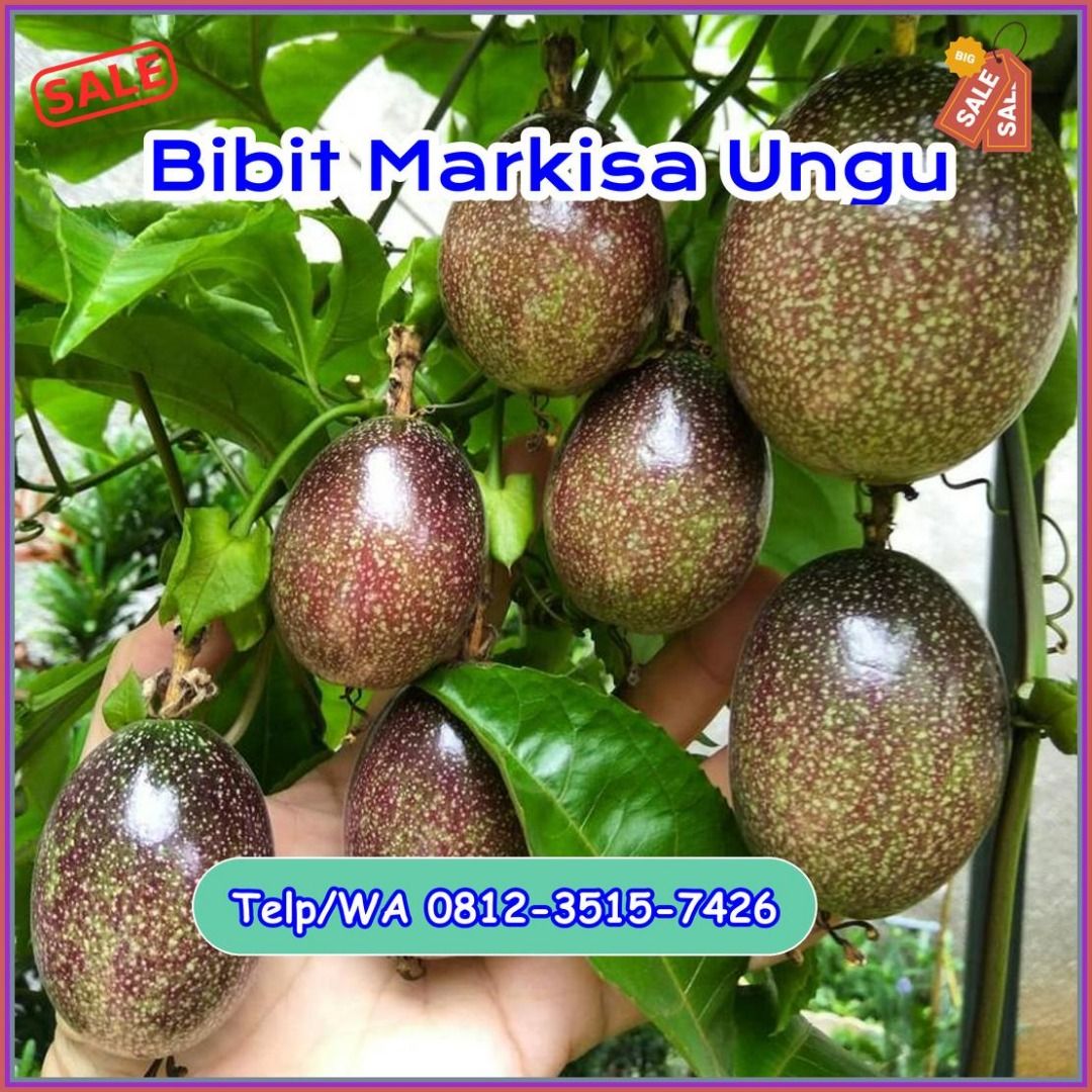 Pusat Bibit Markisa Ungu Unggul, Perkebunan di Carousell