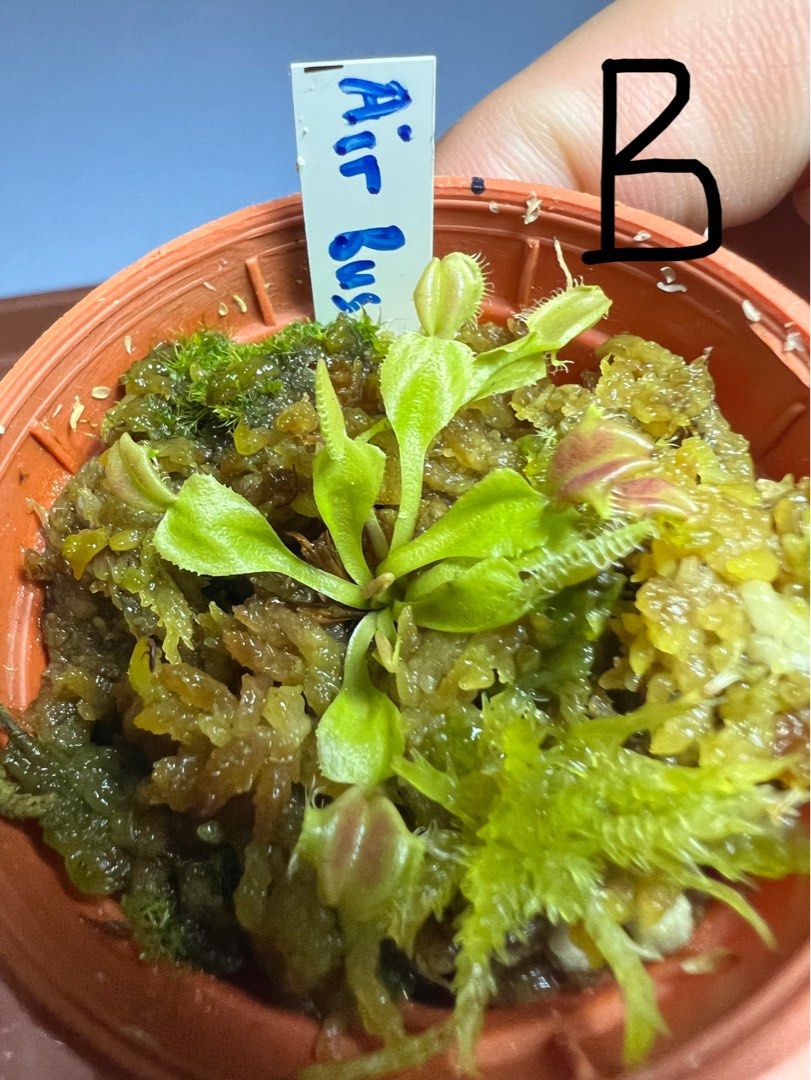 Rare Carnivorous Plant: Venus Flytrap - Air Bus, Furniture & Home ...
