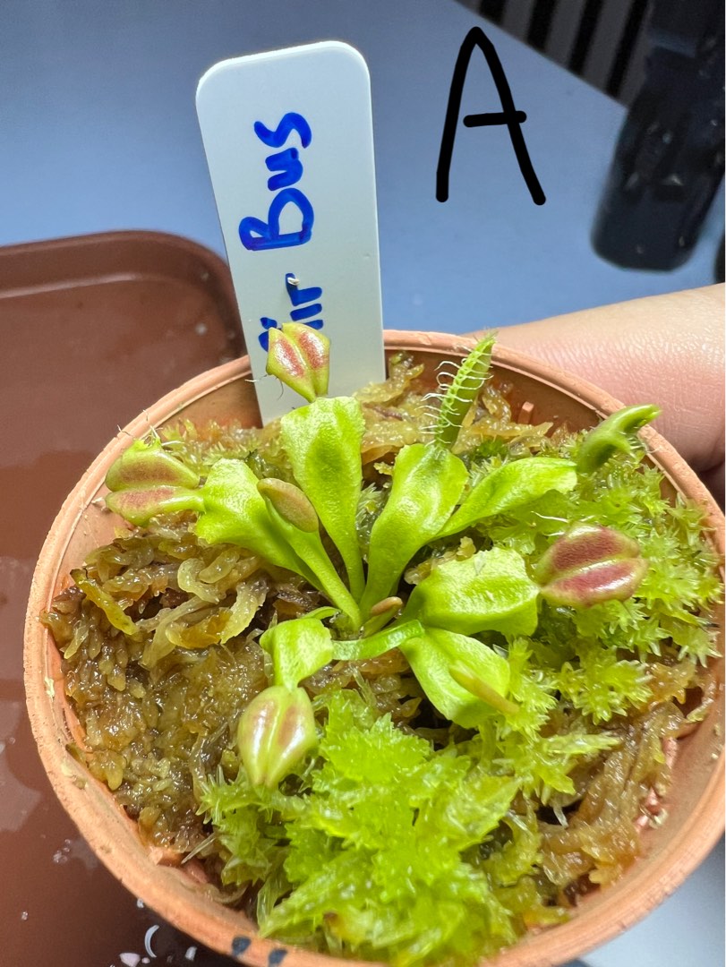 Rare Carnivorous Plant: Venus Flytrap - Air Bus, Furniture & Home ...