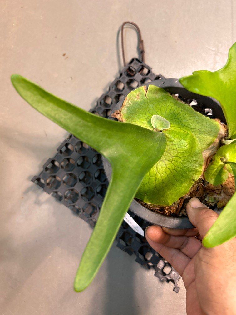 Staghorn Fern/Platycerium alcicorne Africa, Furniture & Home Living ...