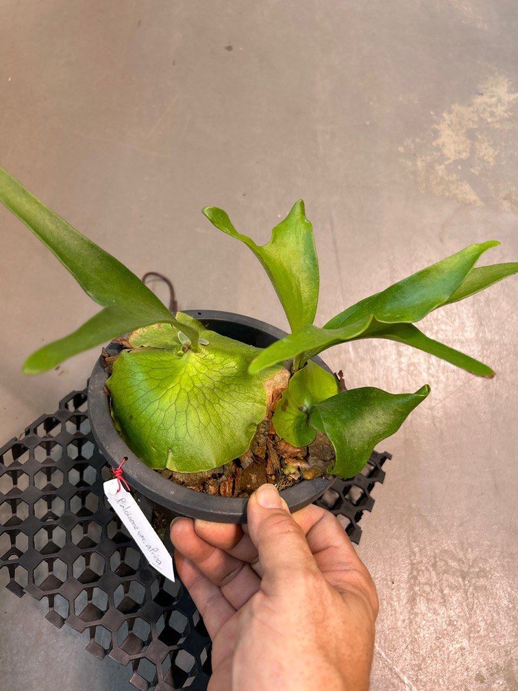Staghorn Fern/Platycerium alcicorne Africa, Furniture & Home Living ...