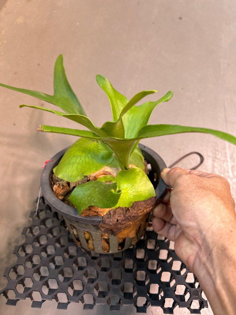 Staghorn Fern/Platycerium alcicorne Africa, Furniture & Home Living ...