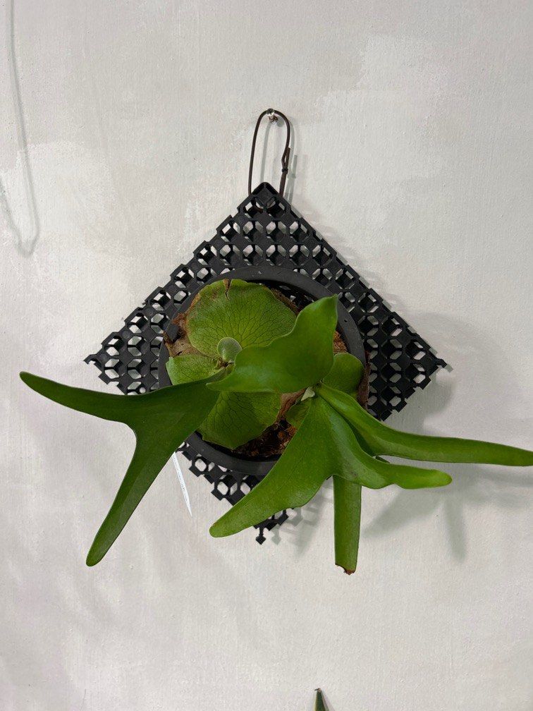 Staghorn Fern/Platycerium alcicorne Africa, Furniture & Home Living ...