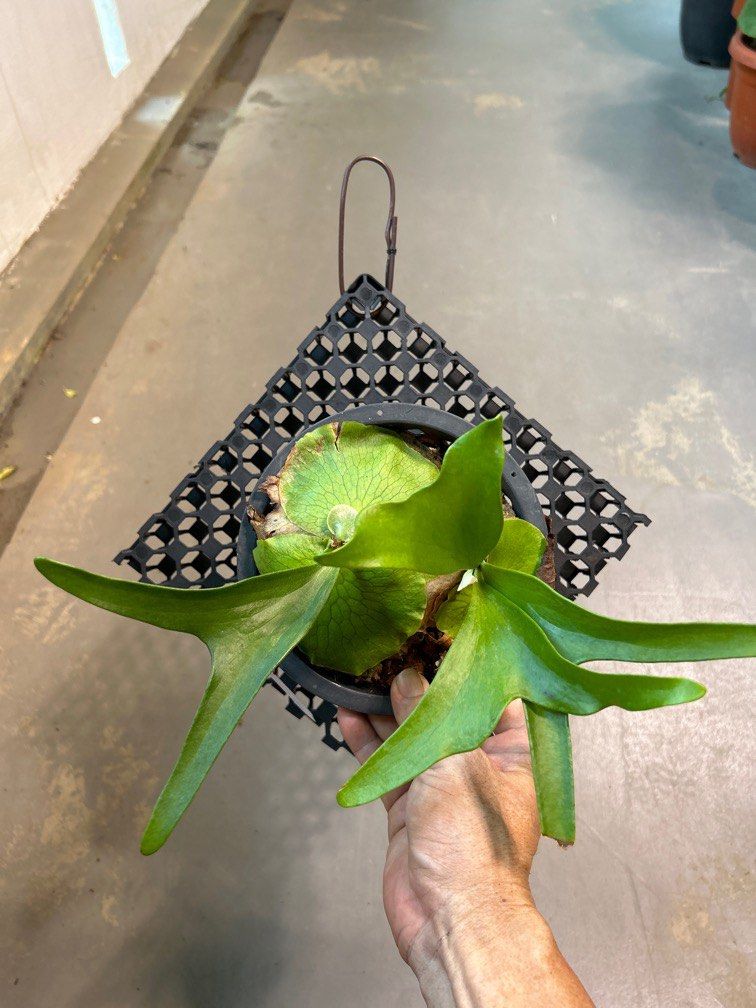 Staghorn Fern/Platycerium alcicorne Africa, Furniture & Home Living ...
