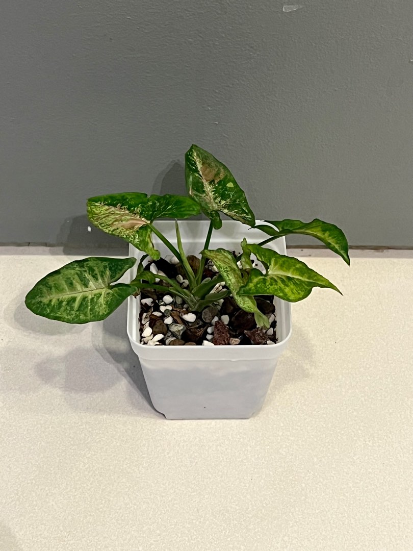 Syngonium Tricolour Confetti, Furniture & Home Living, Gardening ...