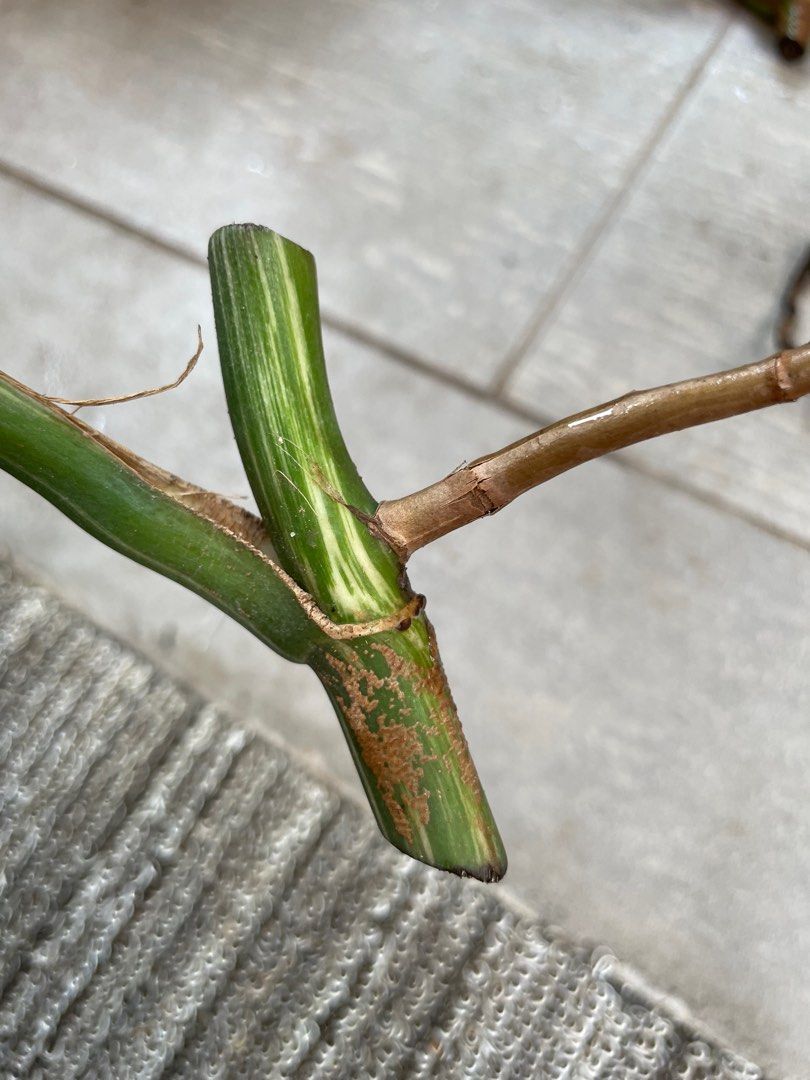 Variegated Monstera Albo Borsigiana, Furniture & Home Living, Gardening ...
