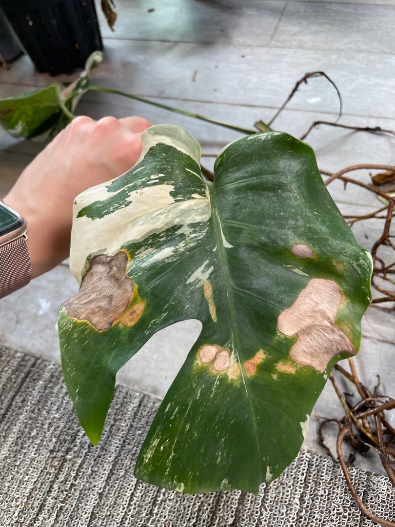 Variegated Monstera Albo Borsigiana, Furniture & Home Living, Gardening ...