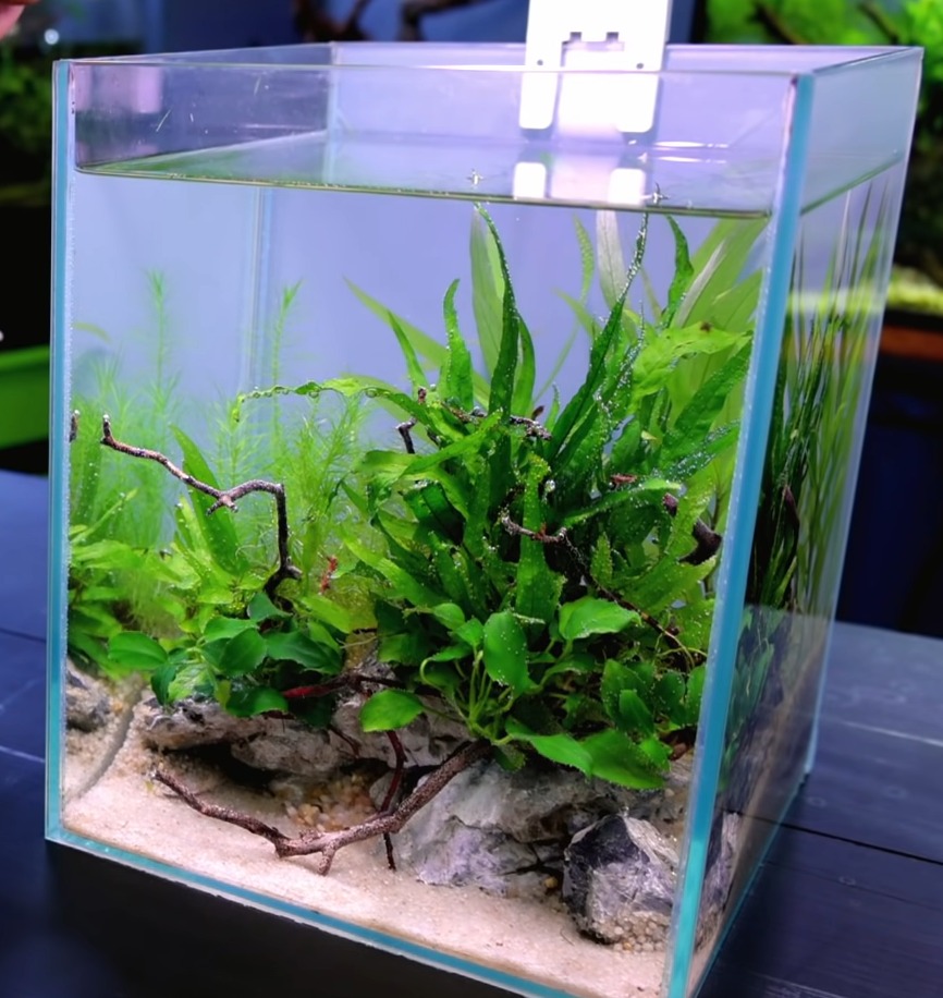 Custom Nano Planted Tank, Pet Supplies, Homes & Other Pet Accessories ...