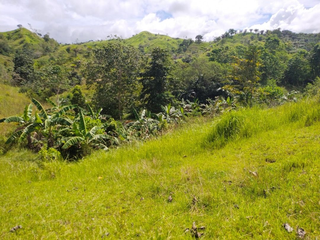 Farm Lot for sale 34 hectares along the river and barangay road with ...
