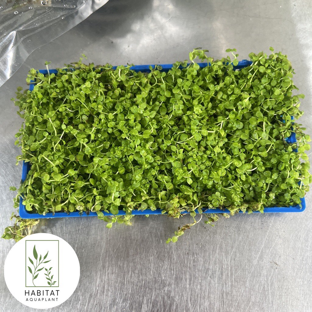 Hemianthus Callitrichoides HC Cuba Dwarf Baby Tears on Tray Fresh Live ...