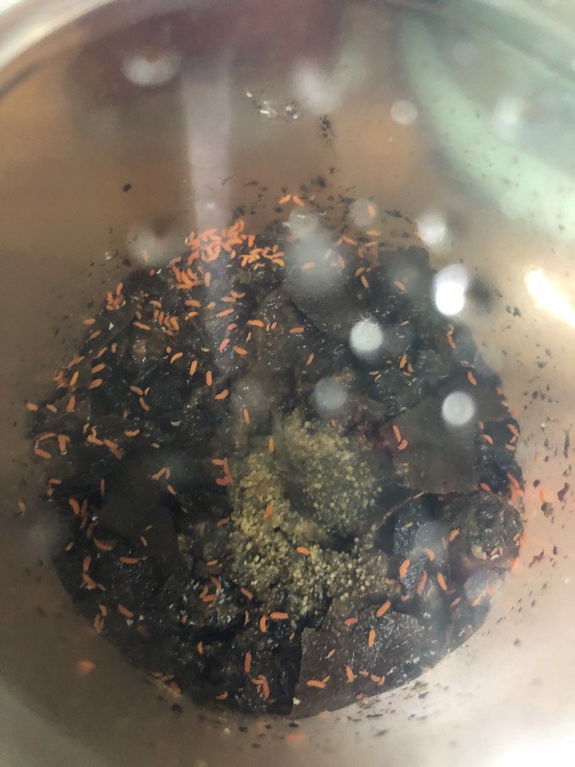 Orange Springtails / Terrarium / Vivarium / Paludarium / Bioactive ...