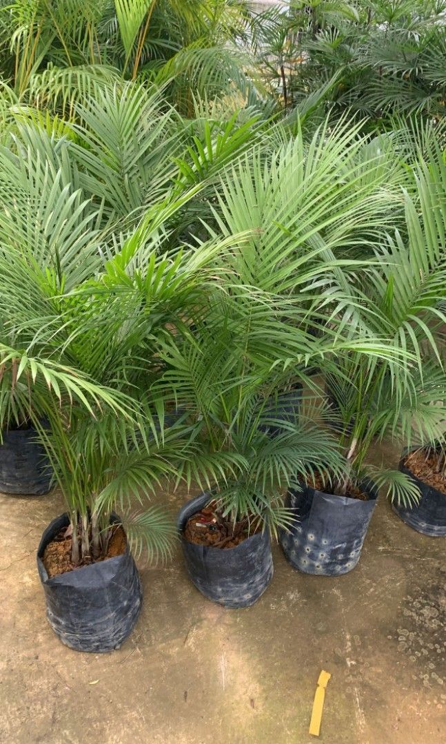 Plant - Java Palm ($14.90/$55), Furniture & Home Living, Gardening ...