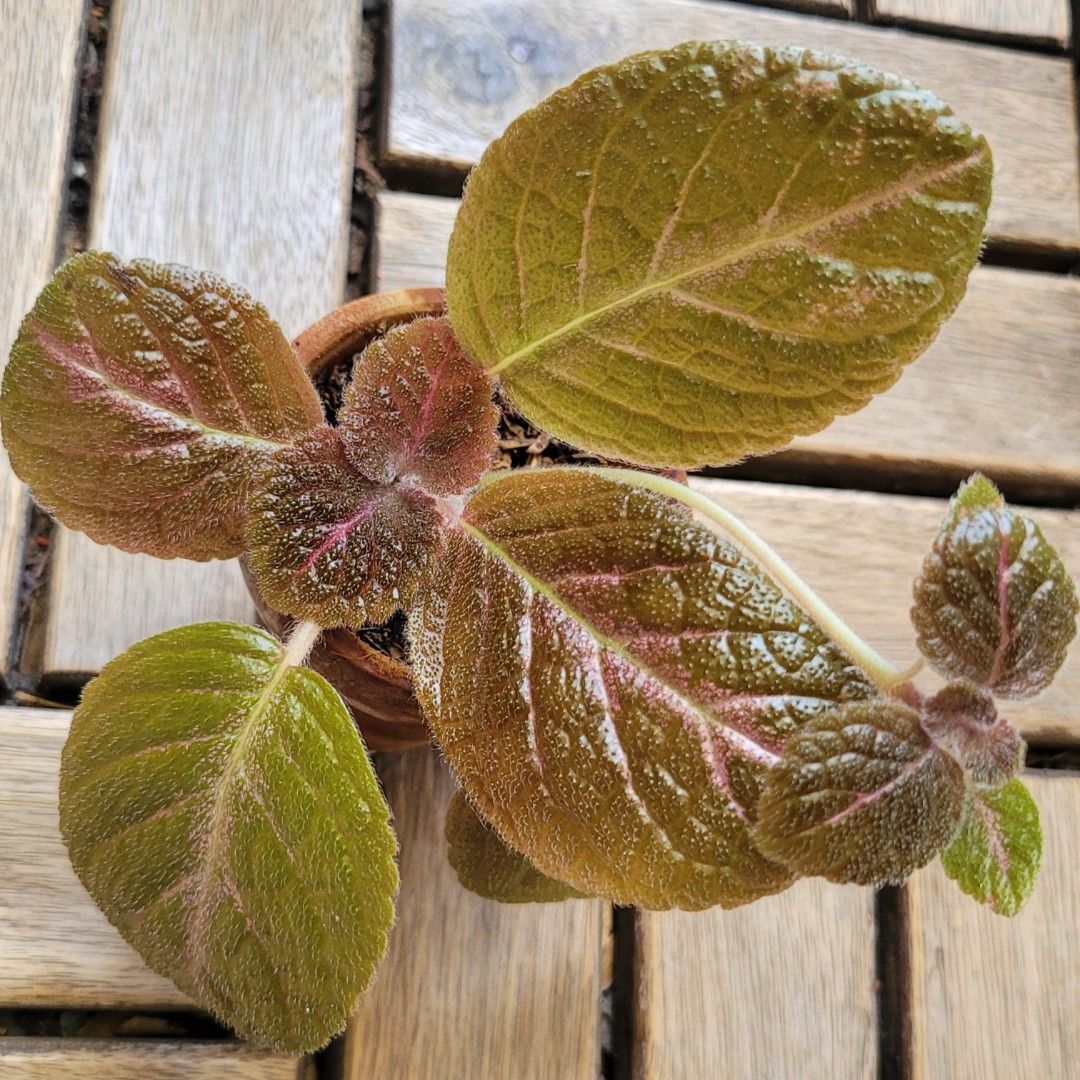 Raspberry Blush Episcia, Furniture & Home Living, Gardening, Plants ...